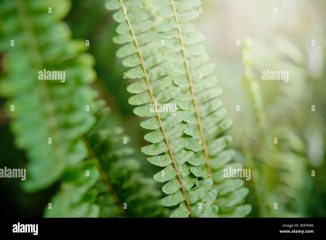 macro view of green fern petals. Fern on the background of green plants ...
