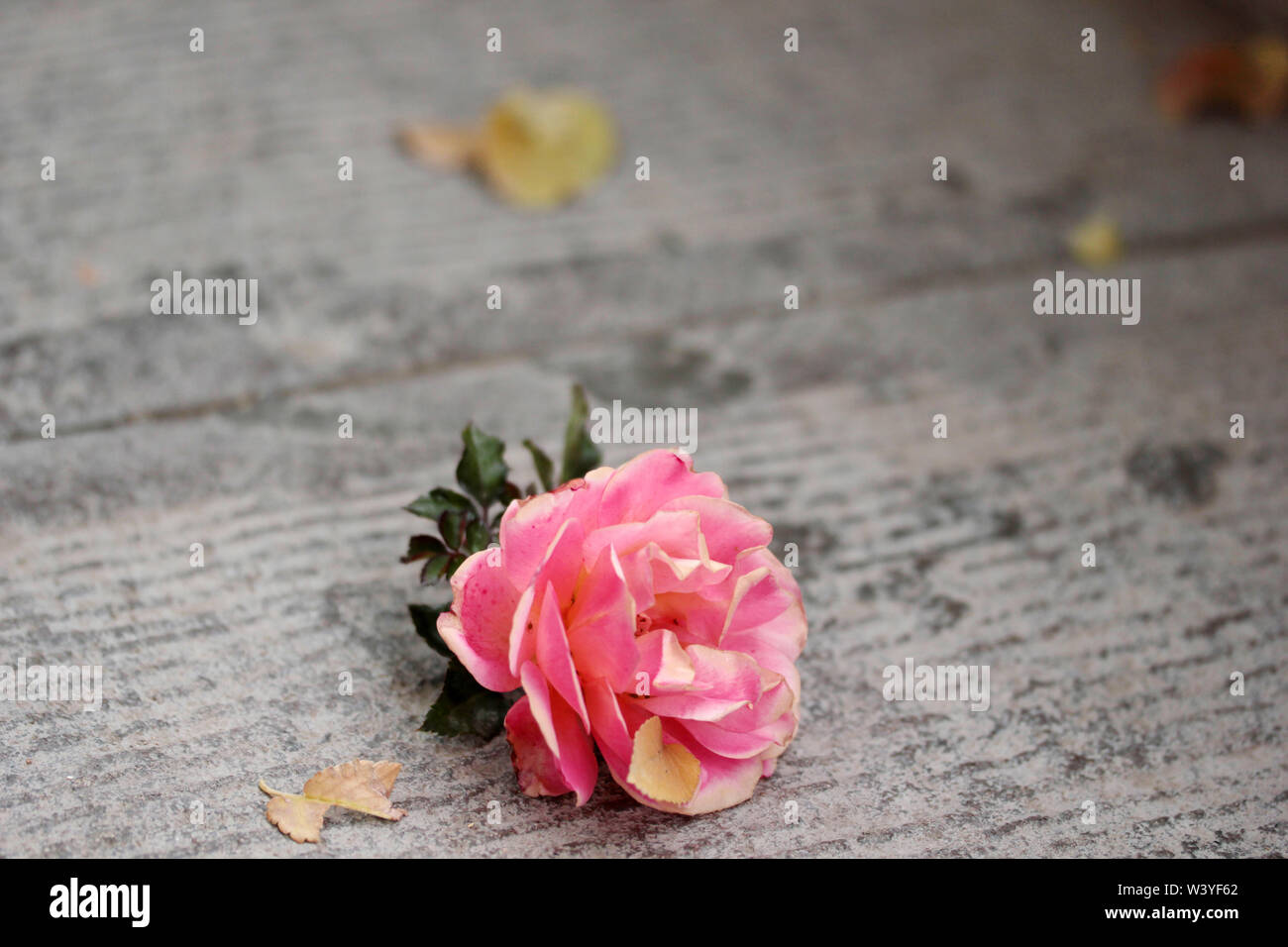 pink rose on rustic wood background Stock Photo - Alamy