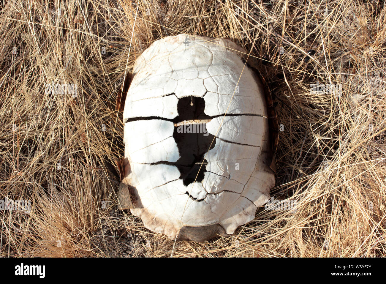 Fossil turtle shell hi-res stock photography and images - Alamy