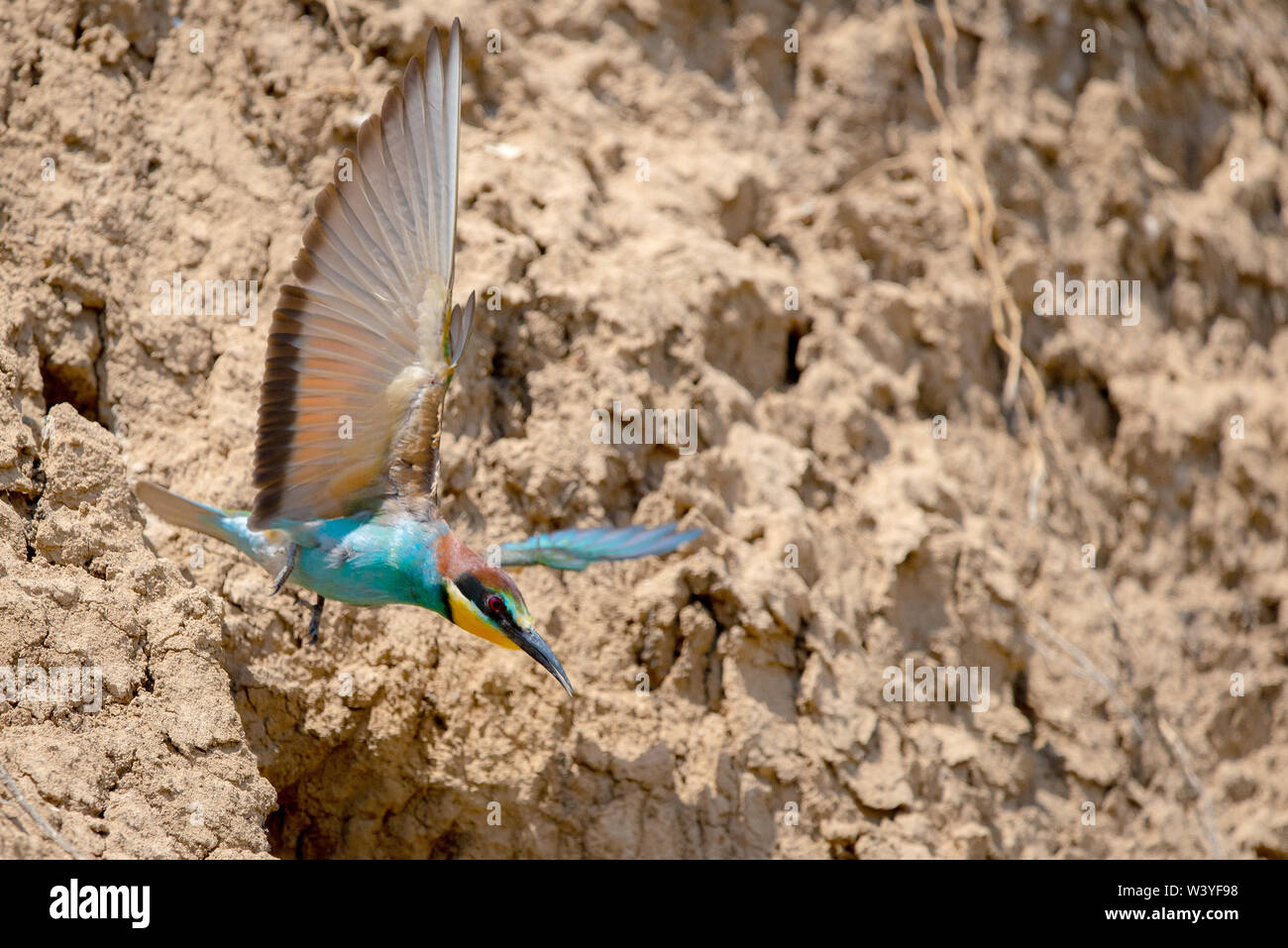 European bee-eater or Merops Apiaster in natural habitat Stock Photo ...