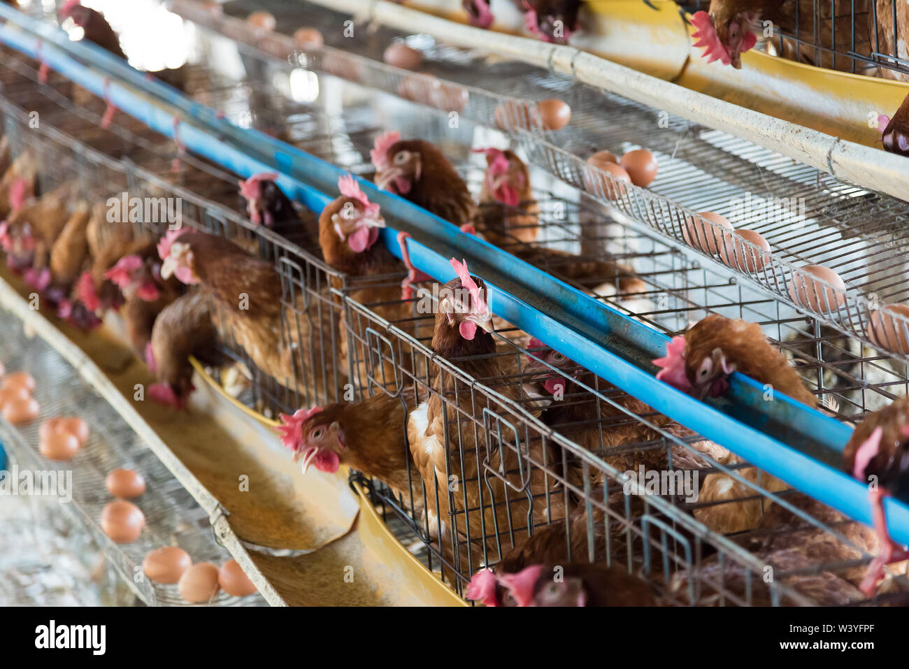 Factory farming cages hi-res stock photography and images - Alamy