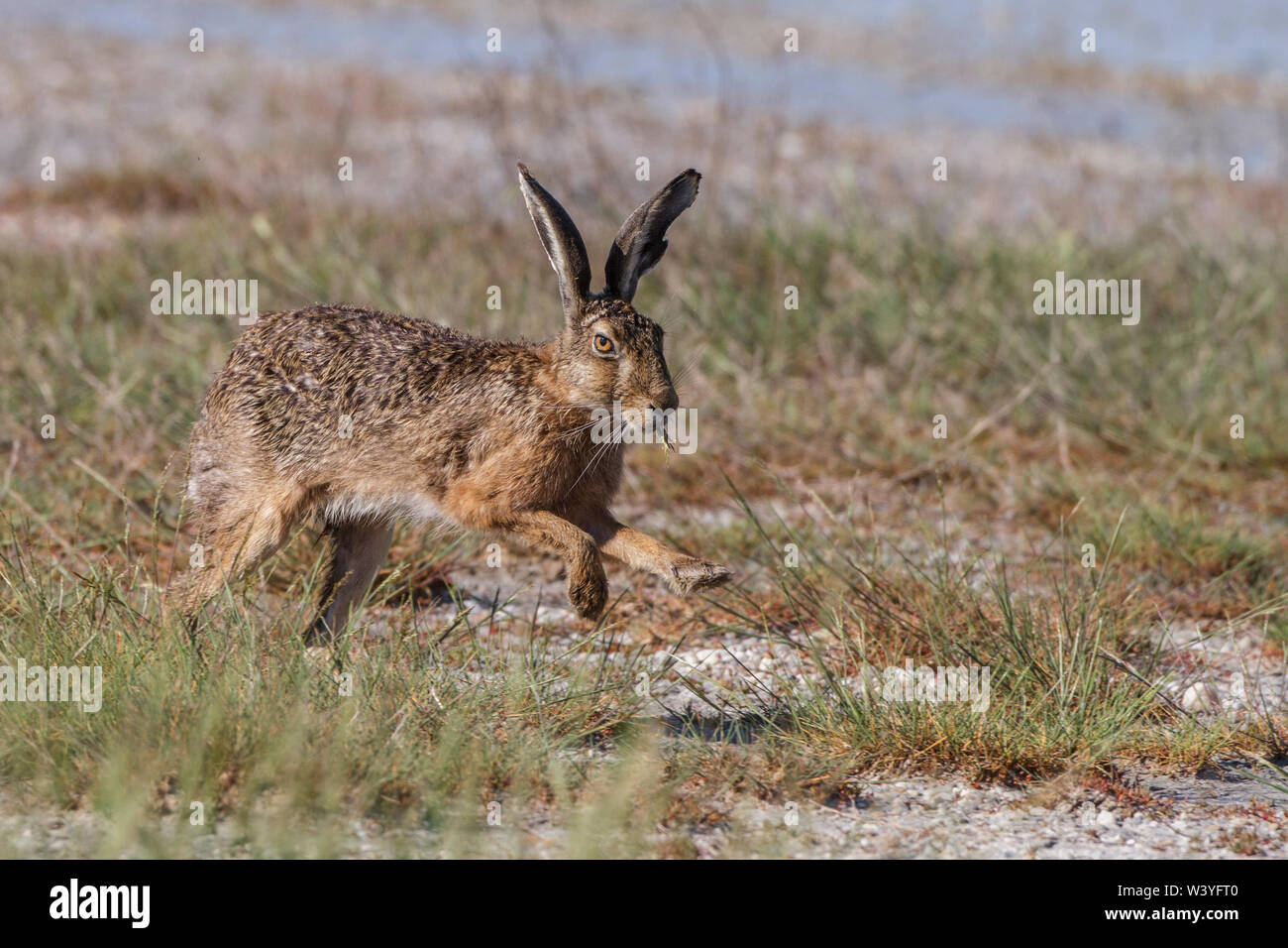 european hare, Feldhase (Lepus europaeus Stock Photo - Alamy