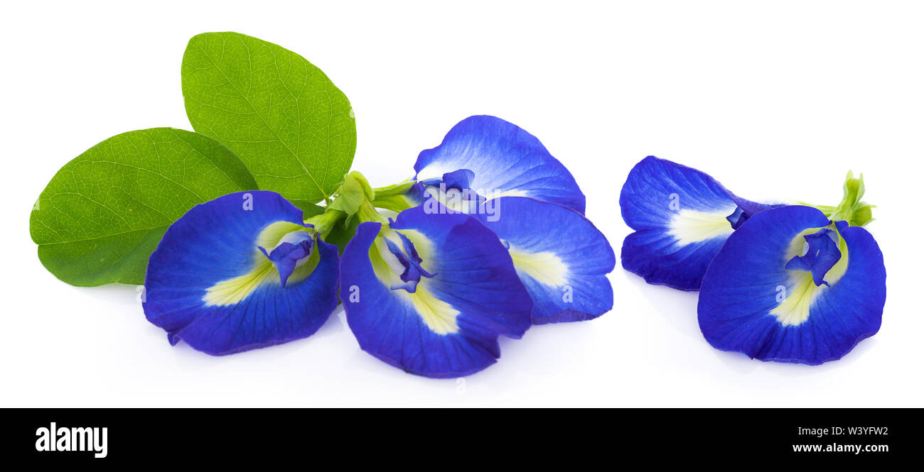 blue pea flowers on white background Stock Photo - Alamy