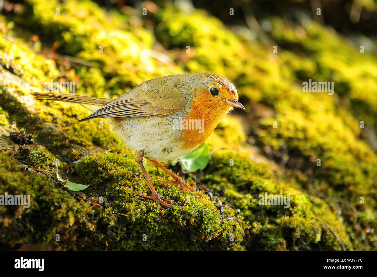 Popular bird uk hi-res stock photography and images - Alamy