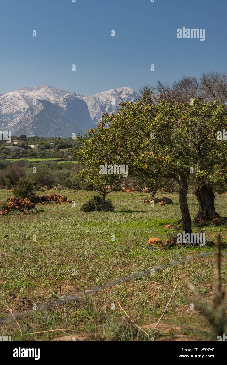 Countryside of Sardinia Island, Italy Stock Photo - Alamy
