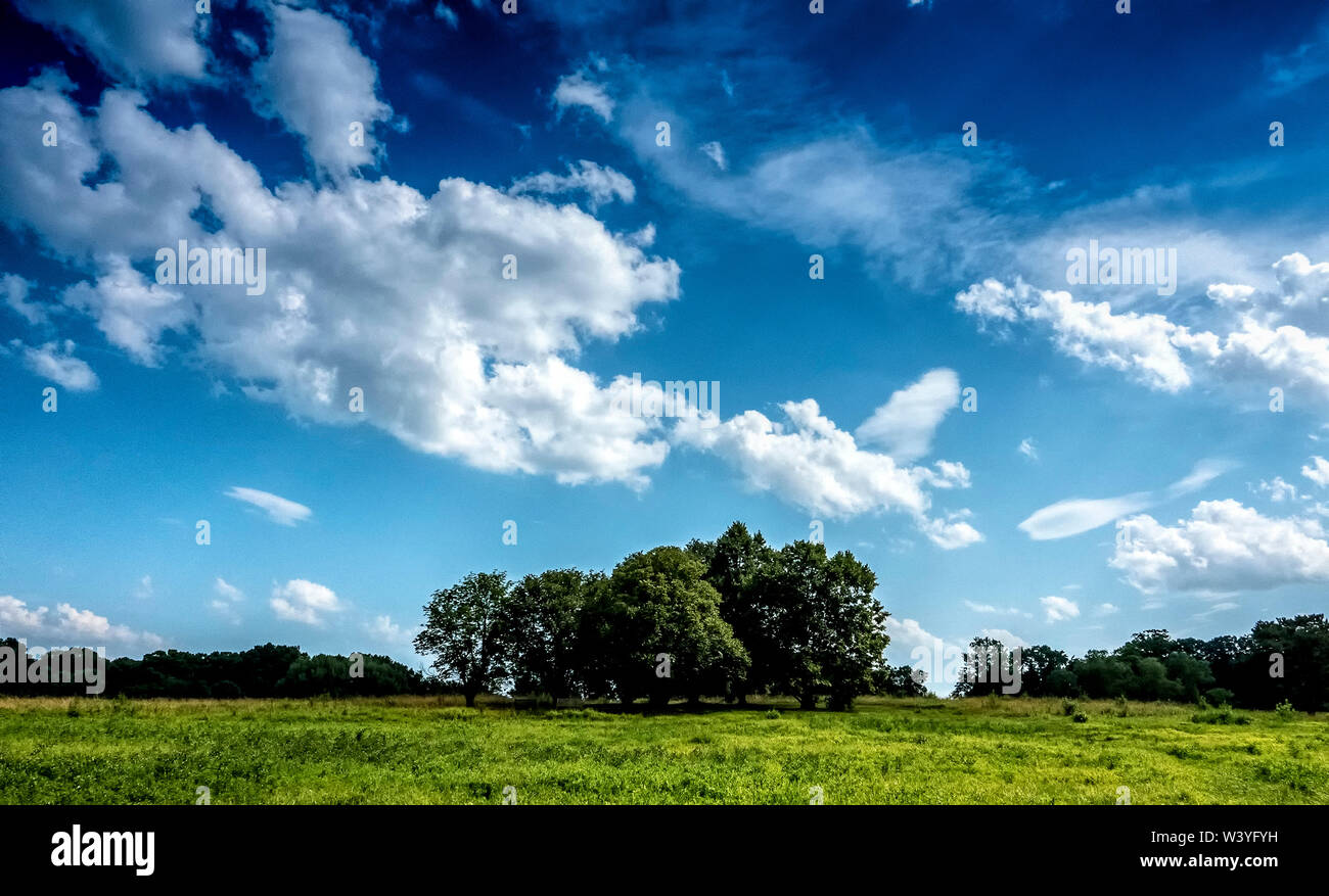 In the meadow Stock Photo - Alamy