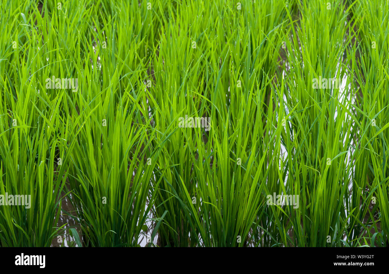 Paddy Jasmine Rice Plant In Detail High Resolution Stock Photography ...