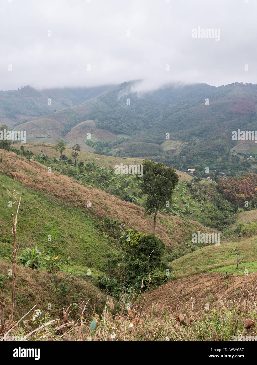 Local plantation farm on the high mountain in the early morning with ...