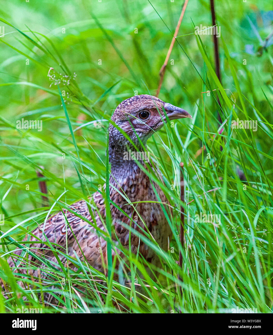 Hunting wild birds hi-res stock photography and images - Alamy