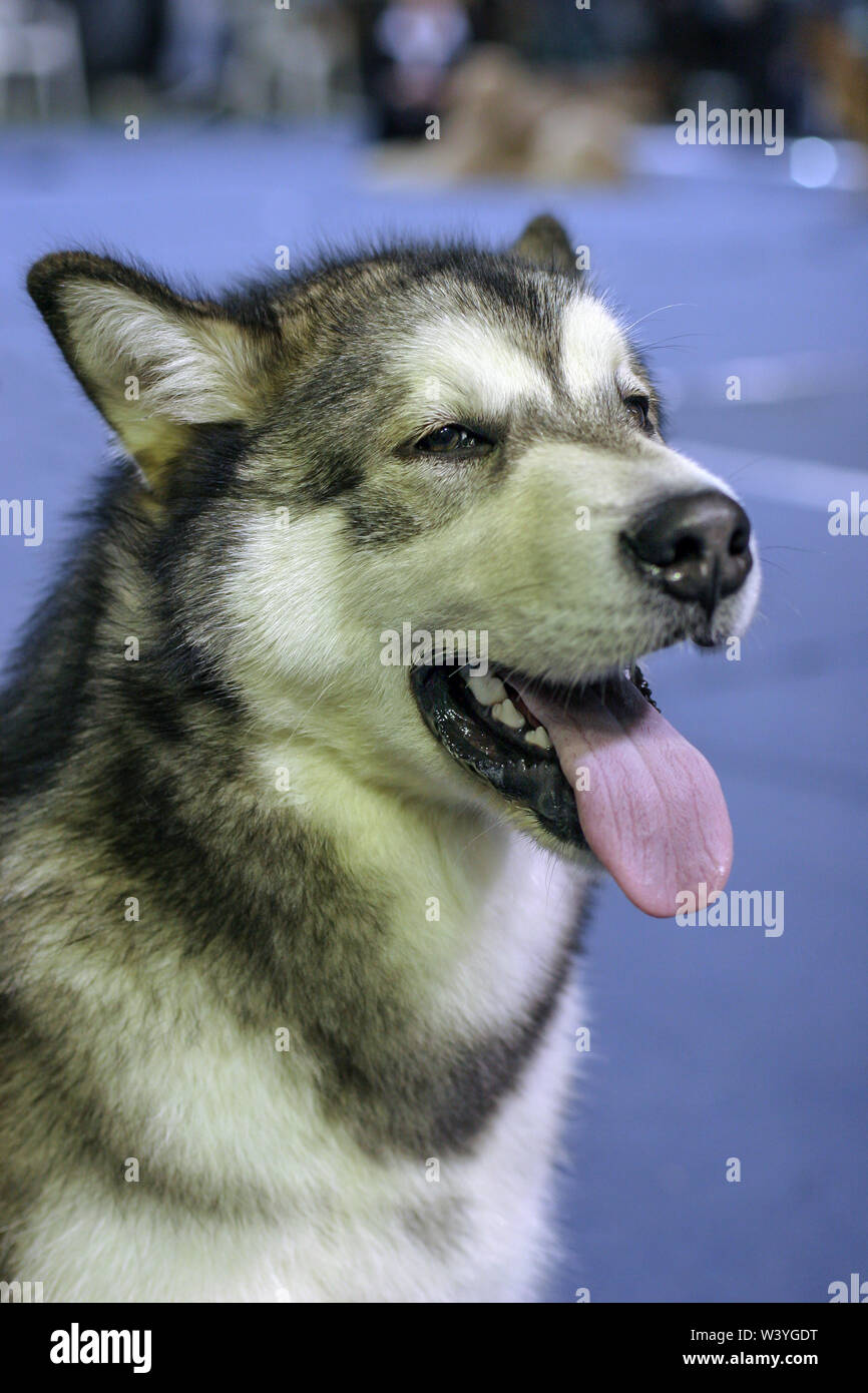 Portrait of a relaxed sitting husky dog with his mouth open, visible ...
