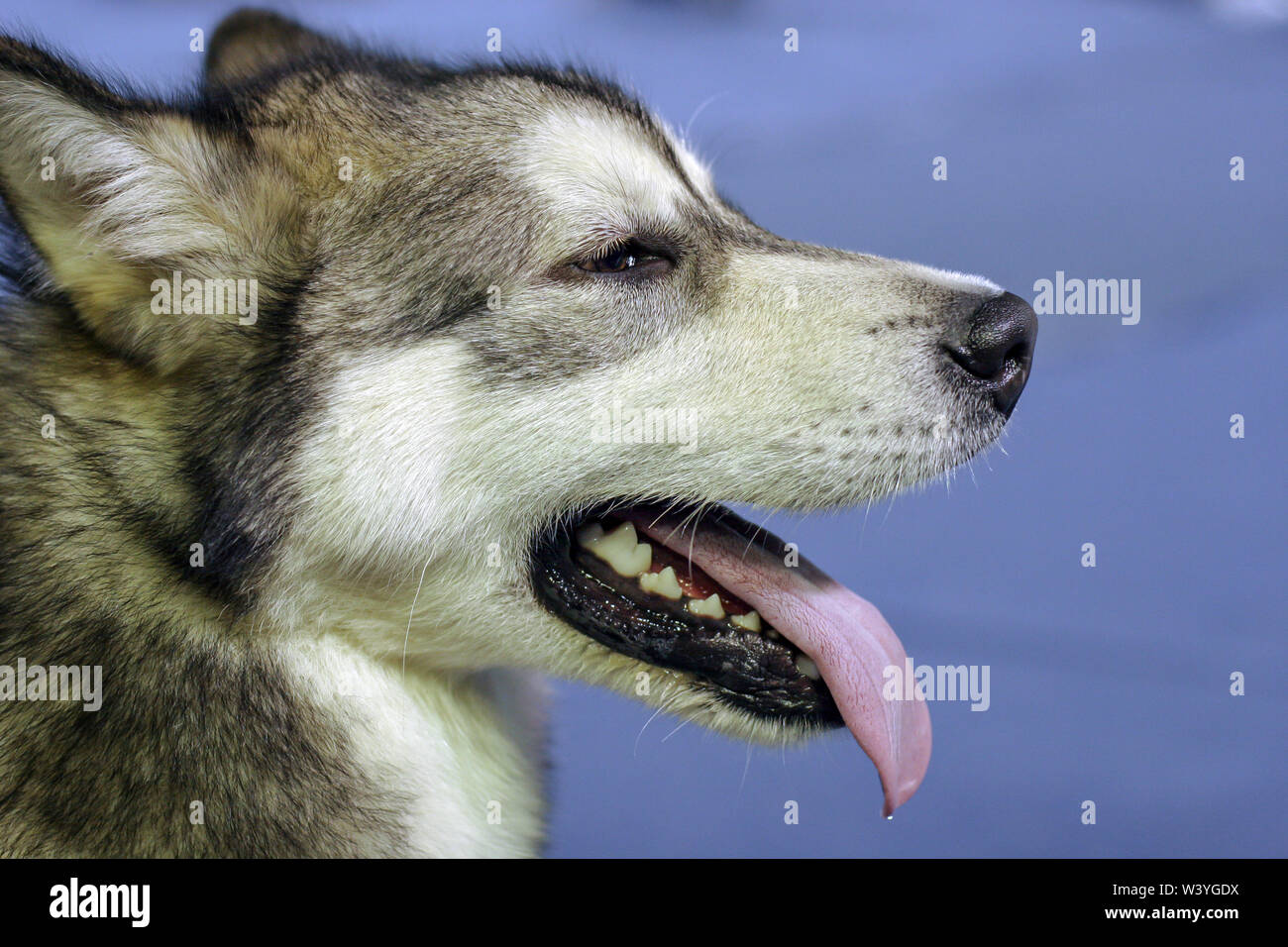 Portrait of a husky dog in profile. A dog with open mouth, fangs ...