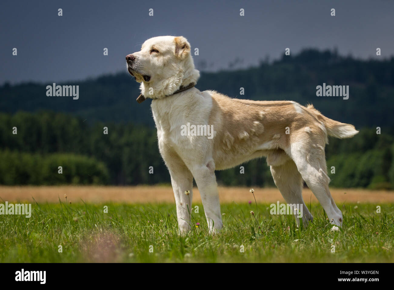Big asian dog hi-res stock photography and images - Alamy