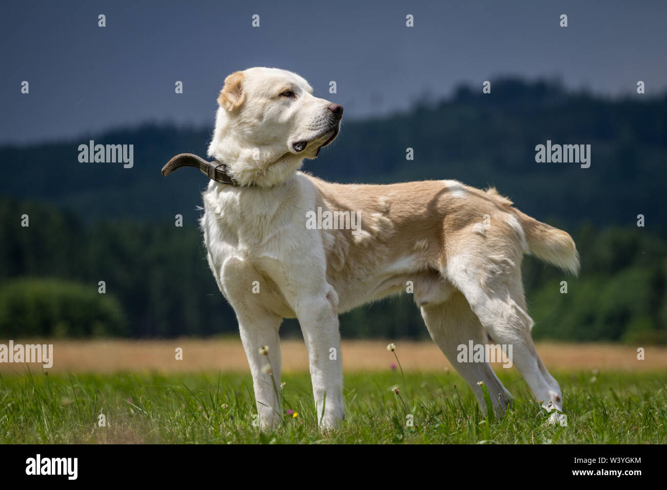 Central Asian Shepherd Dog High Resolution Stock Photography and Images ...
