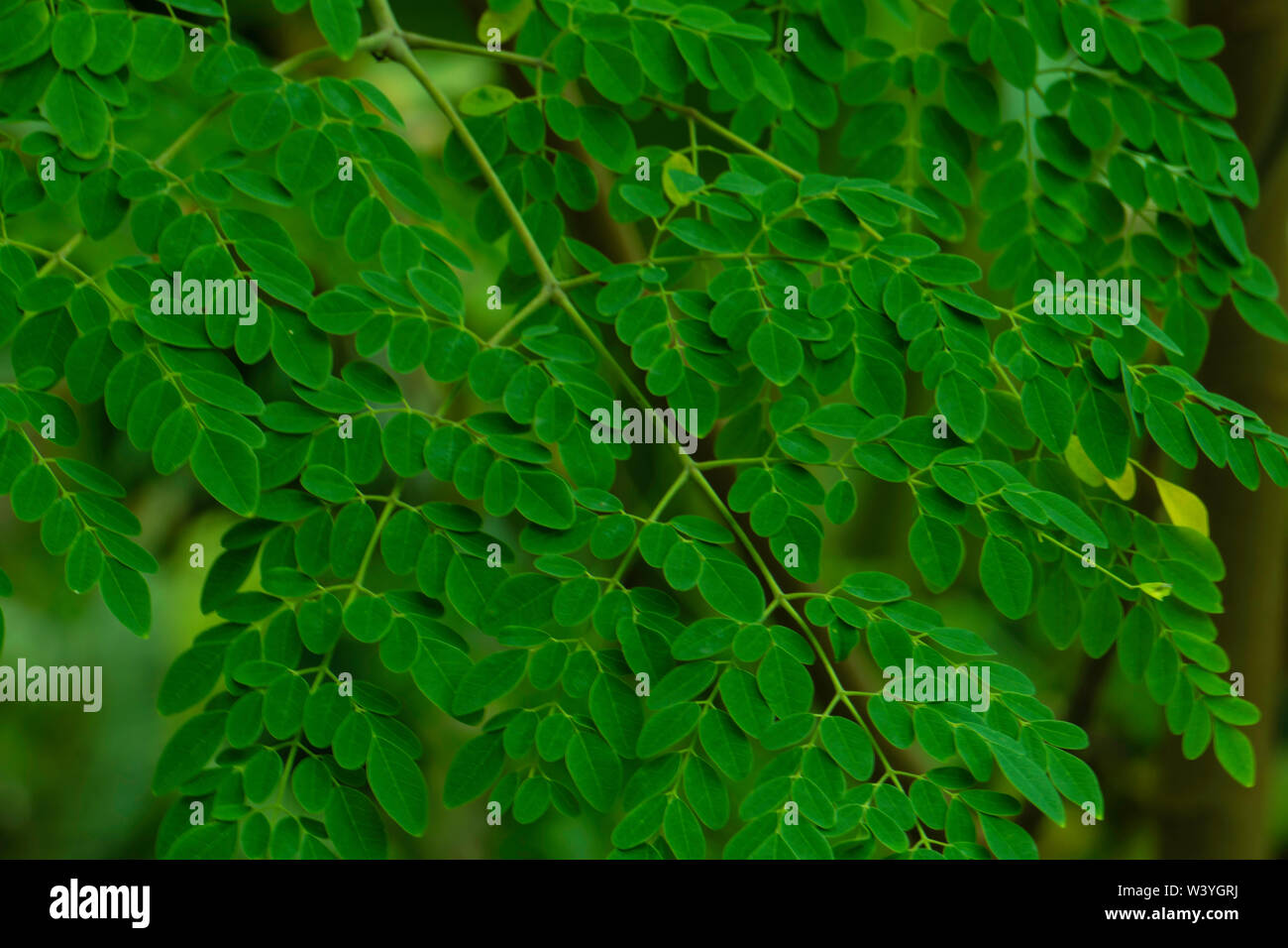 Malunggay Leaves Stock Photos & Malunggay Leaves Stock Images - Alamy