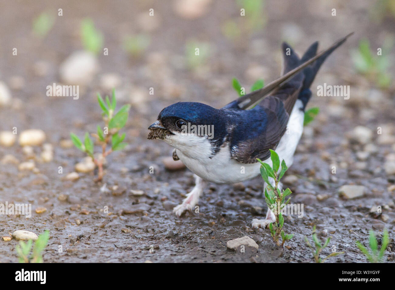 Common house martin, Mehlschwalbe (Delichon urbica) sammelt ...
