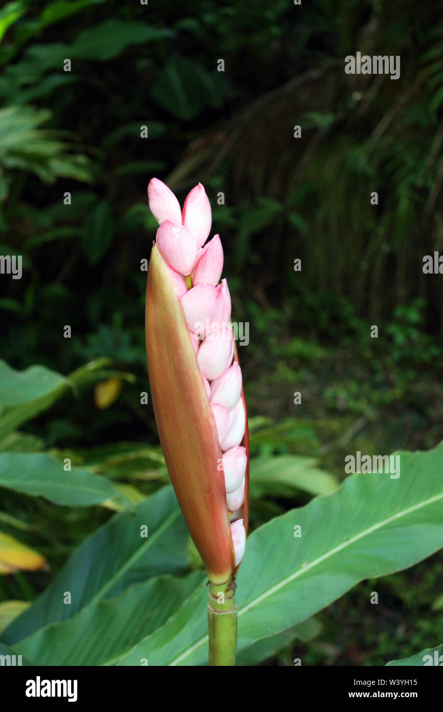 Close up of a shell ginger plant with newly exposed buds in Hawaii, USA ...