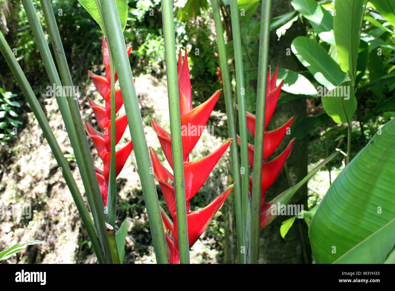 Three Red Iris Heliconia displaying red bracts in a rainforest in ...