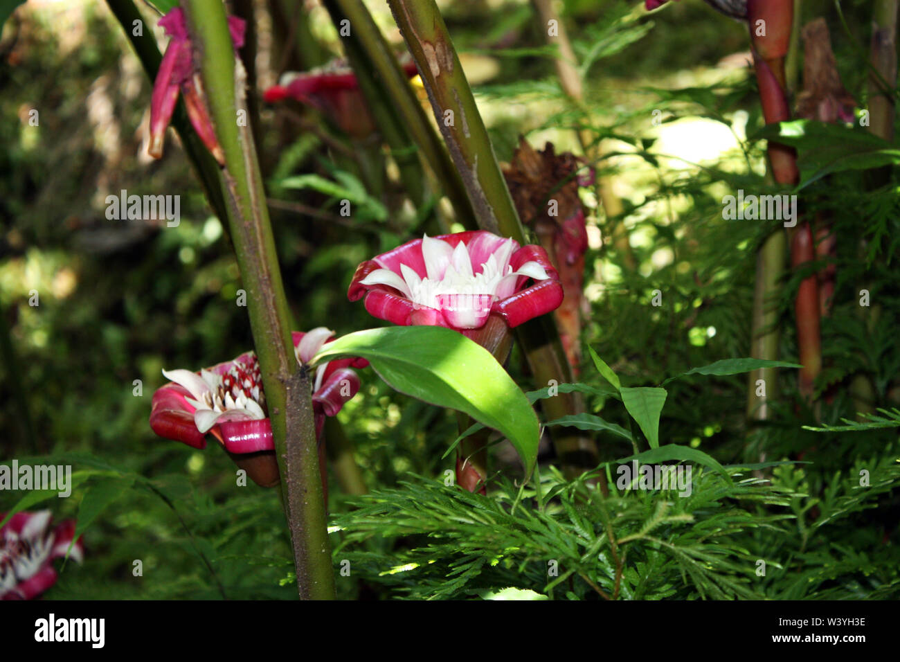 Malay rose hi-res stock photography and images - Alamy