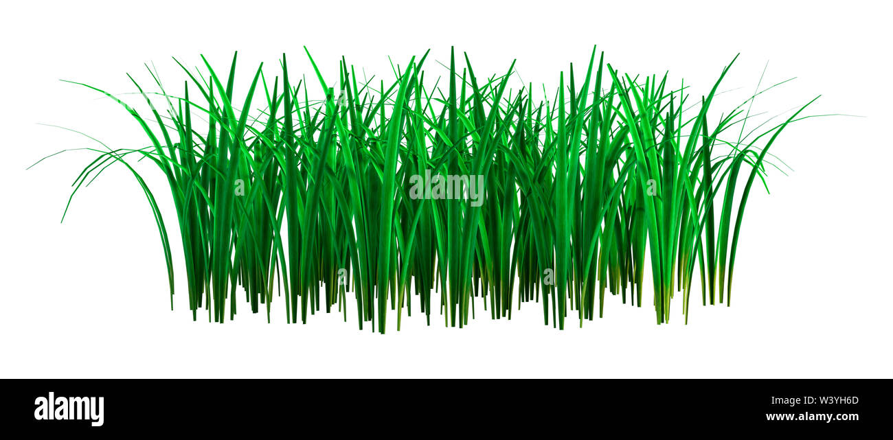 3D rendering of a patch of grass isolated on white background Stock ...