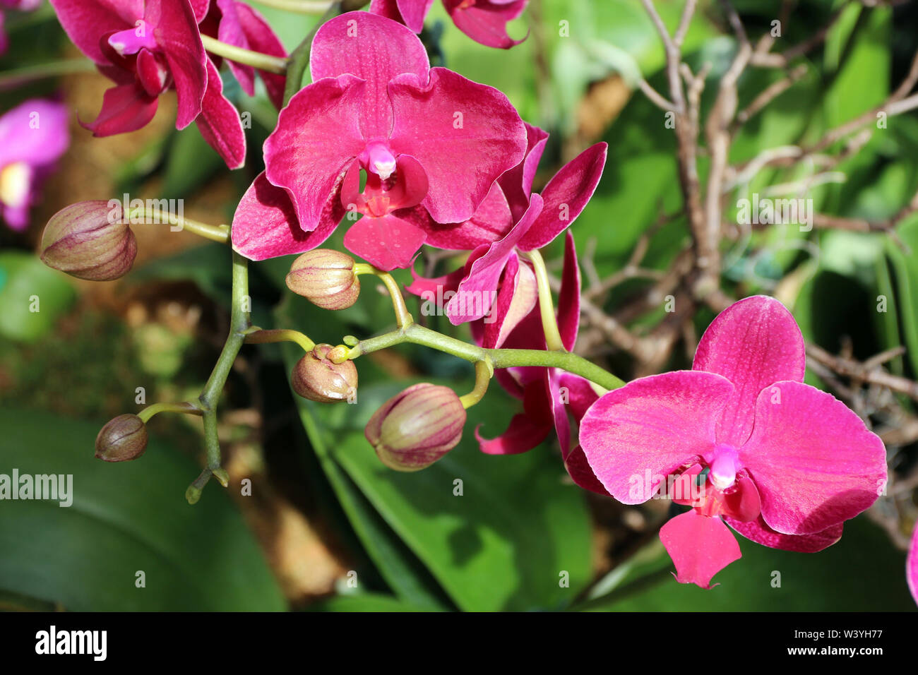 Close up a of a branch of red Phalaenopsis Orchids with buds and ...