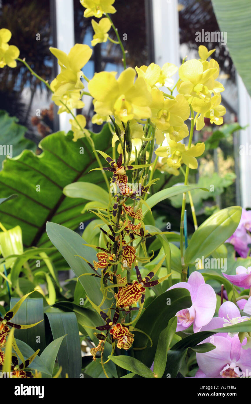 Yellow Phalaenopsis, Pink Phalaenopsis and Aliceara Orchids in full ...