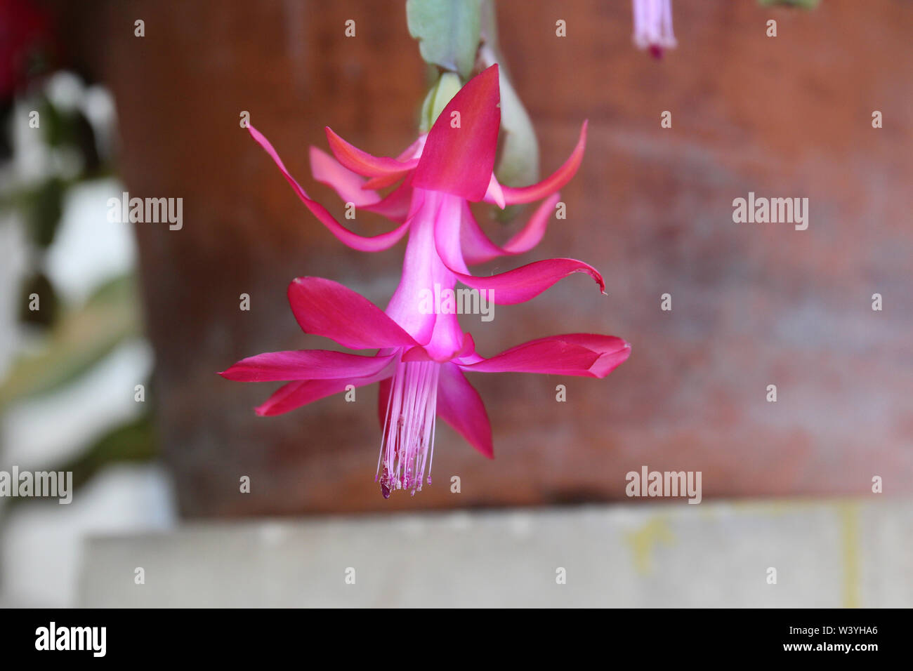 Hot pink cactus flower hi-res stock photography and images - Alamy