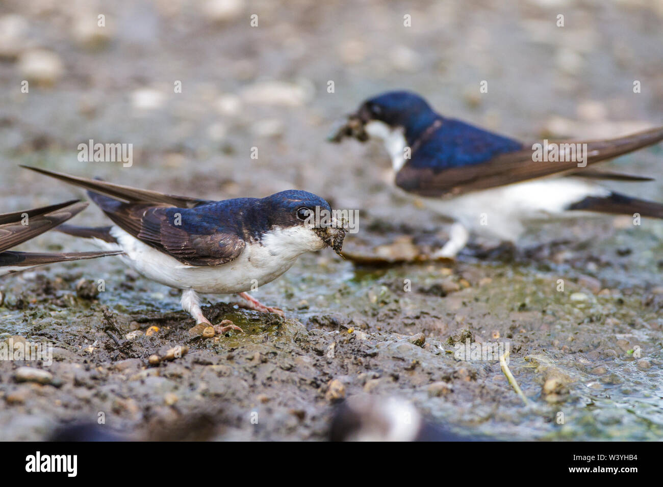 Common house martin, Mehlschwalbe (Delichon urbica) sammelt ...
