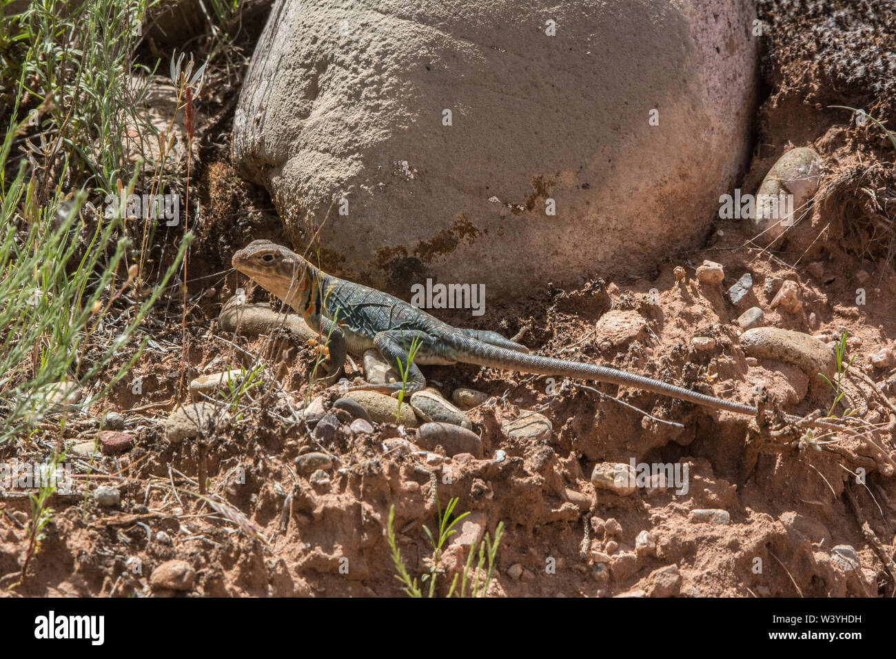 Eastern Collared Lizard (Crotaphytus collaris) from Mesa County ...