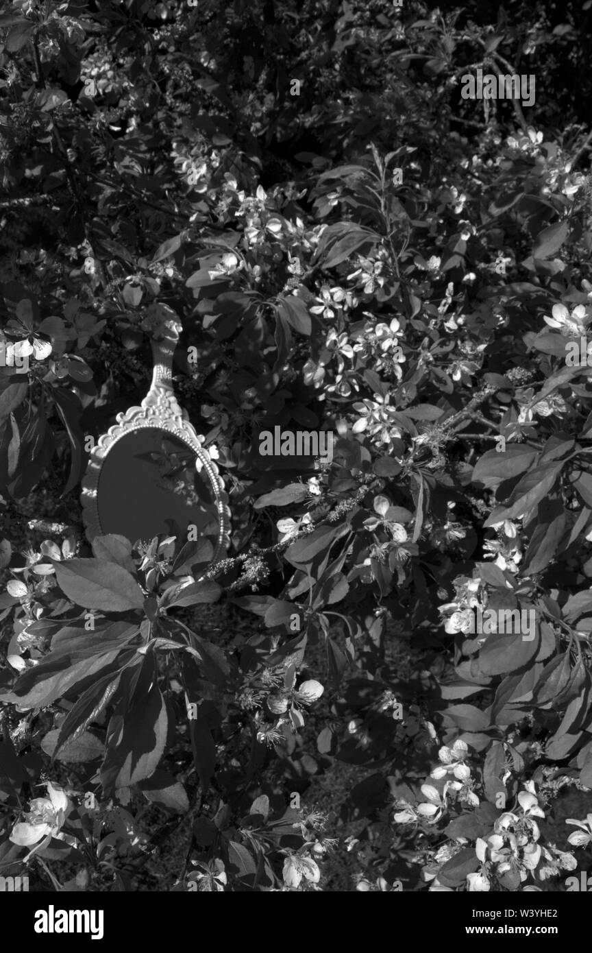 Beautiful branches white blossom Black and White Stock Photos & Images ...