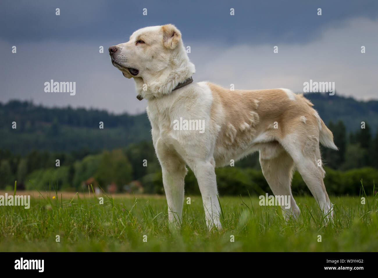 Big asian dog hi-res stock photography and images - Alamy