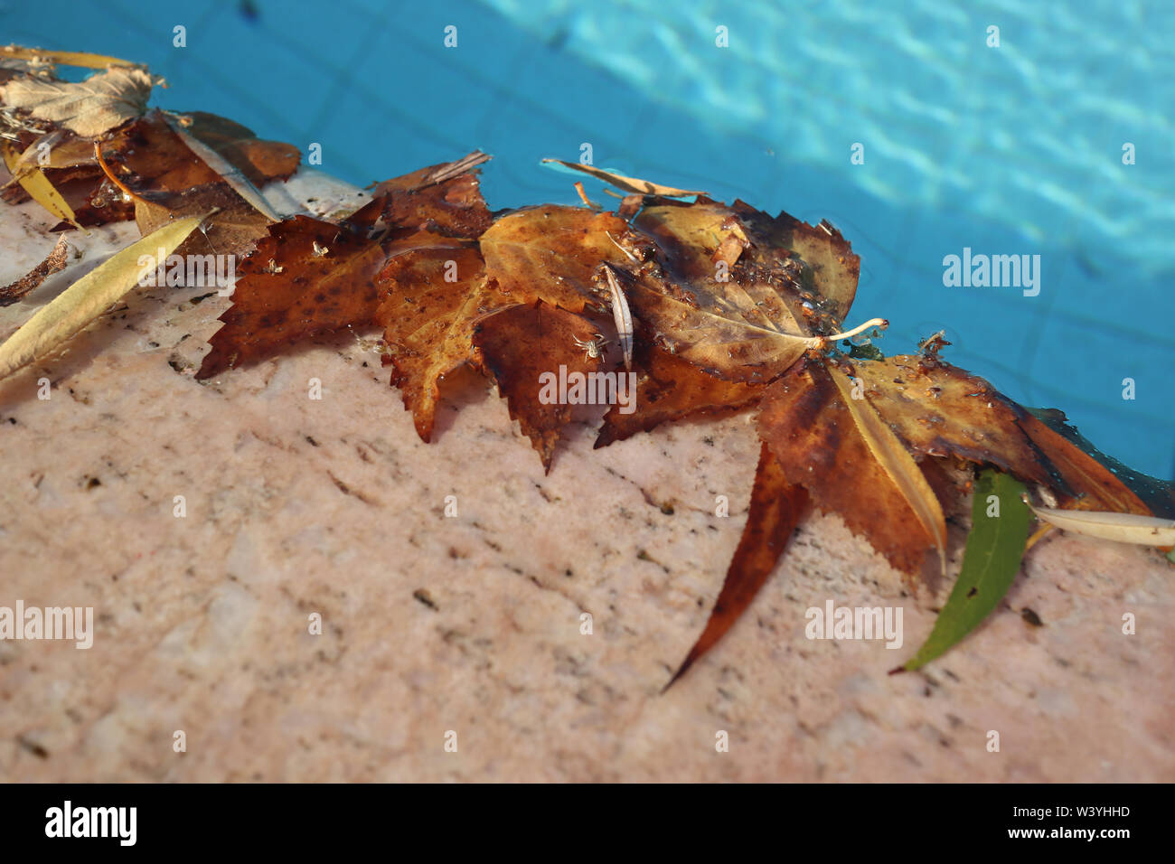 autumn leaves by the swimming pool Stock Photo - Alamy