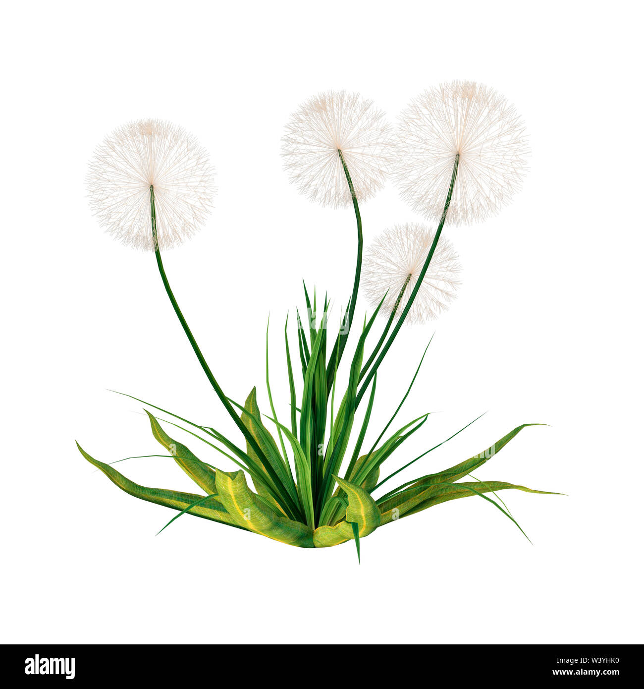 3D rendering of a dandelion plant isolated on white background Stock ...