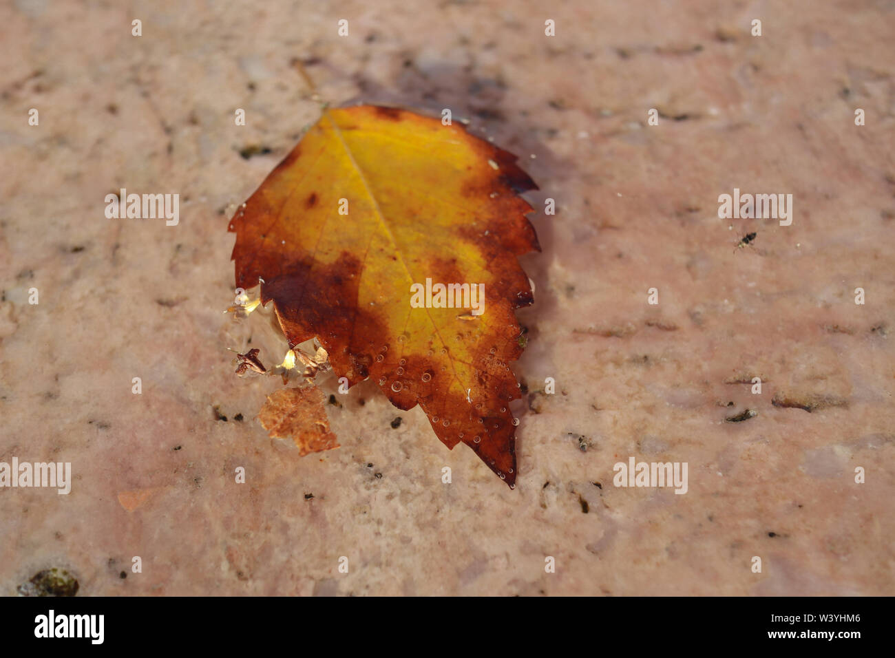 One autumn leaf hi-res stock photography and images - Alamy