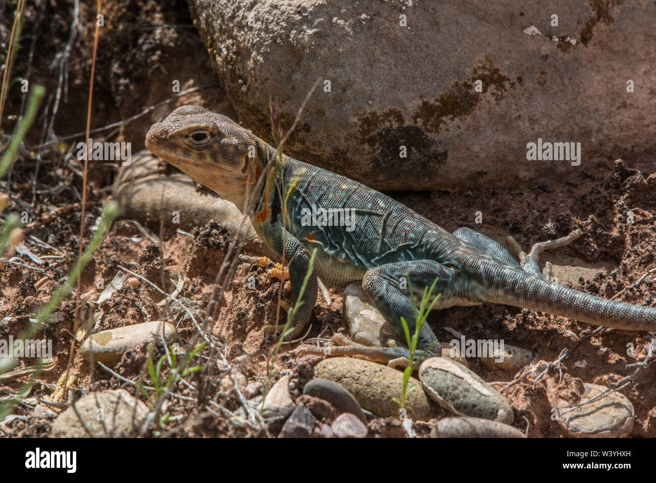 Female collared lizard hi-res stock photography and images - Alamy