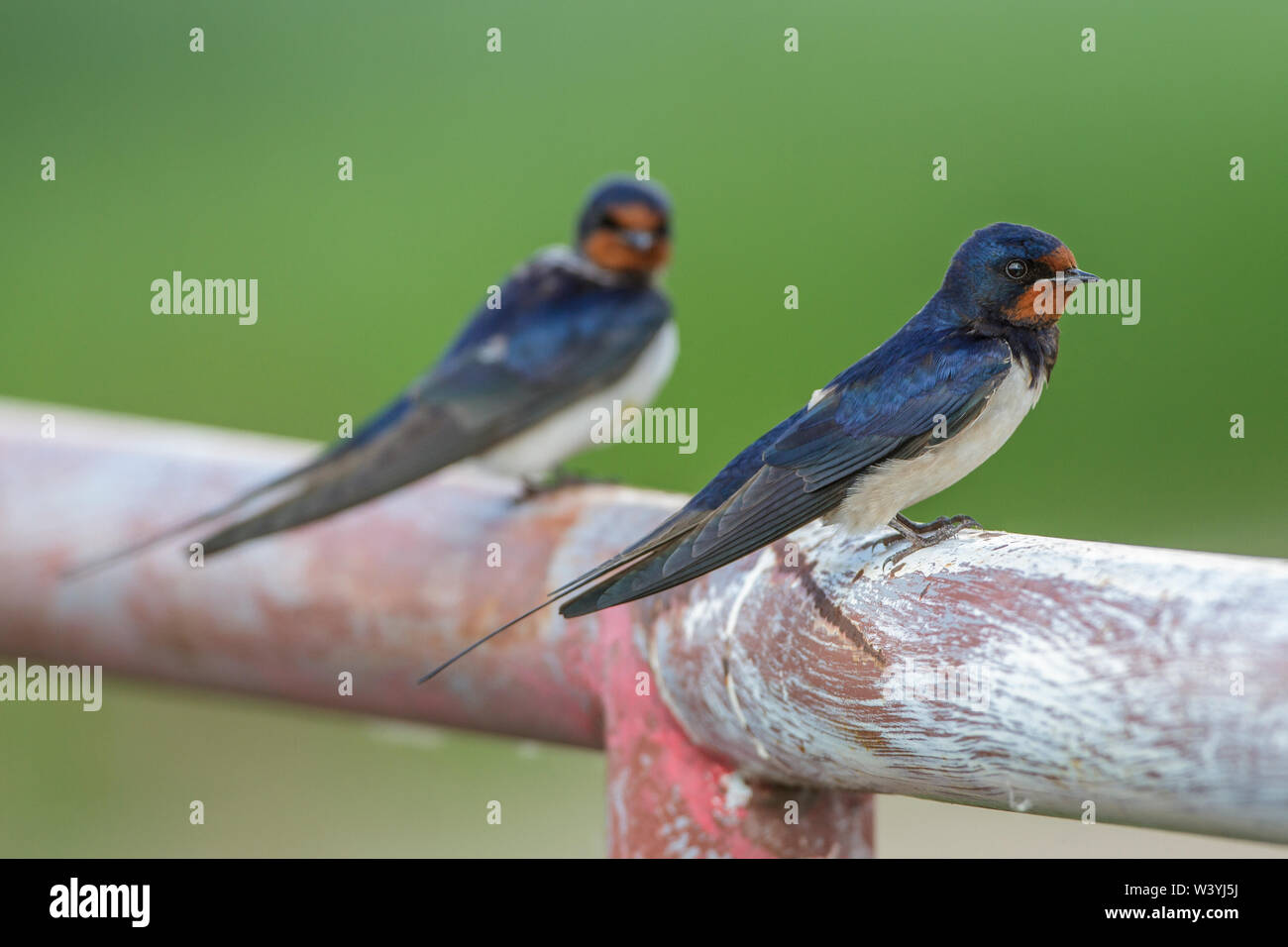 Barn swallow, Rauchschwalben (Hirundo rustica Stock Photo - Alamy