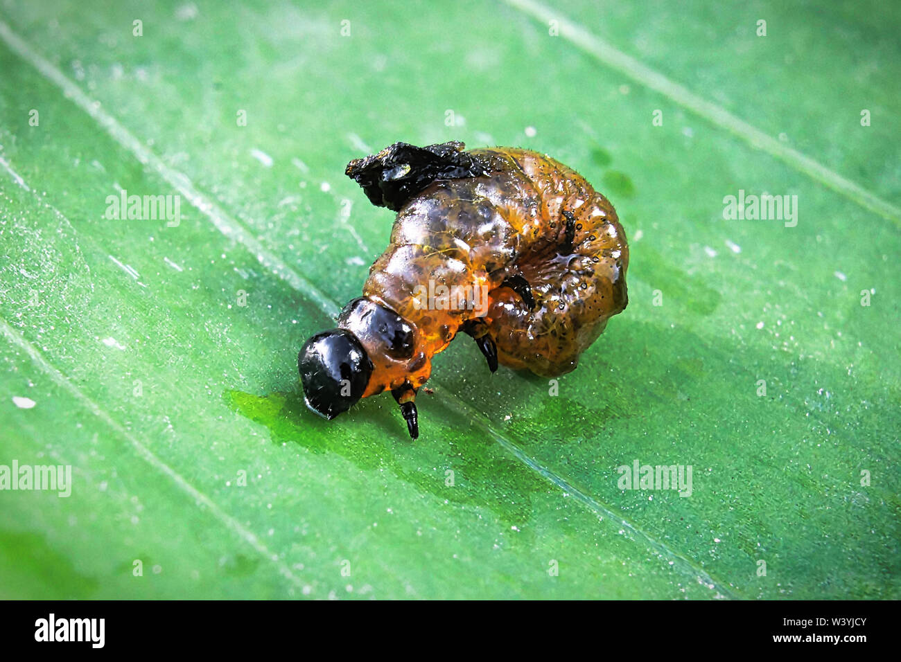 A detailed view of the scarlet lily beetle larva on a leaf background ...