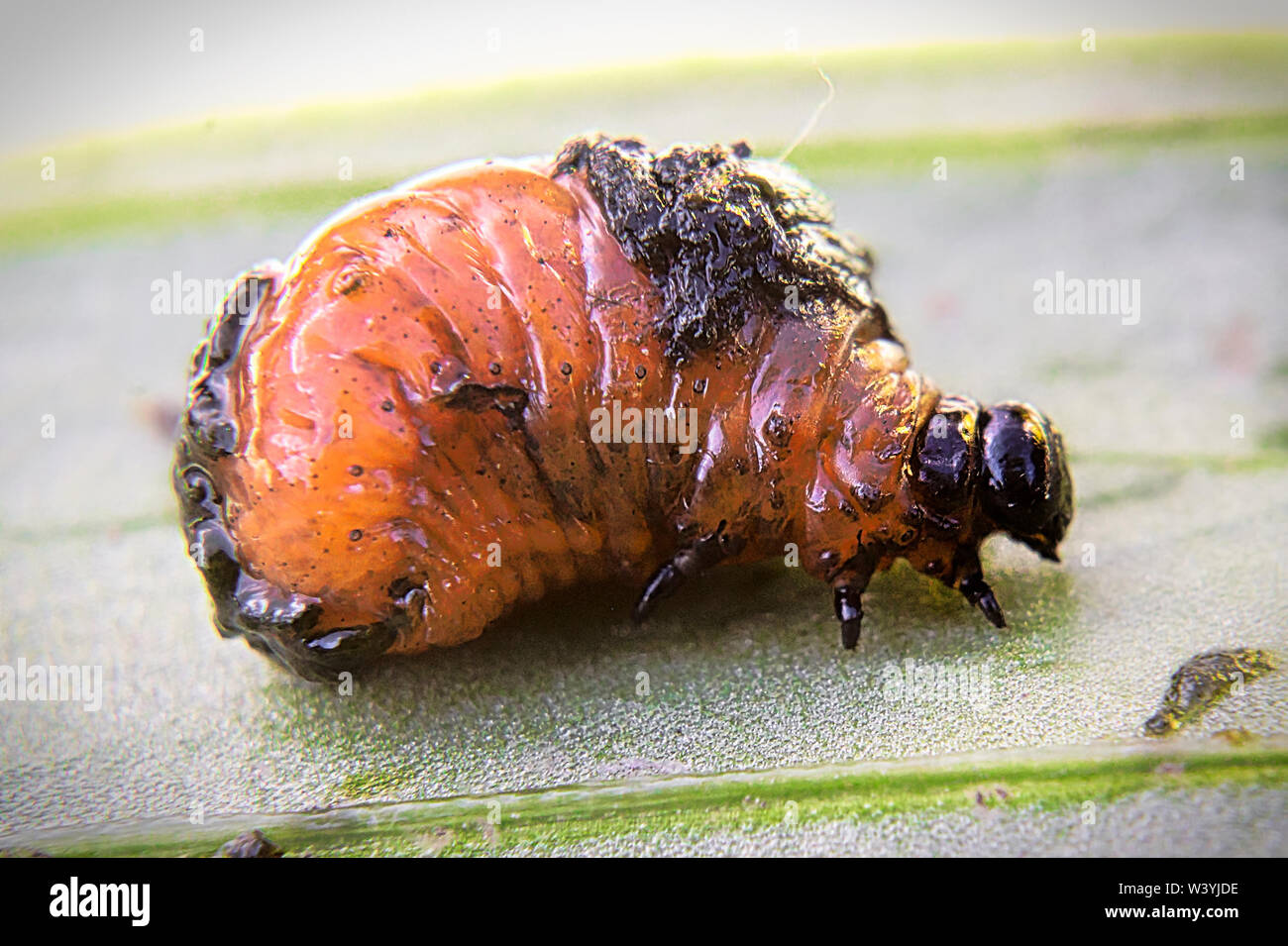 Lily Beetle Larvae High Resolution Stock Photography and Images - Alamy