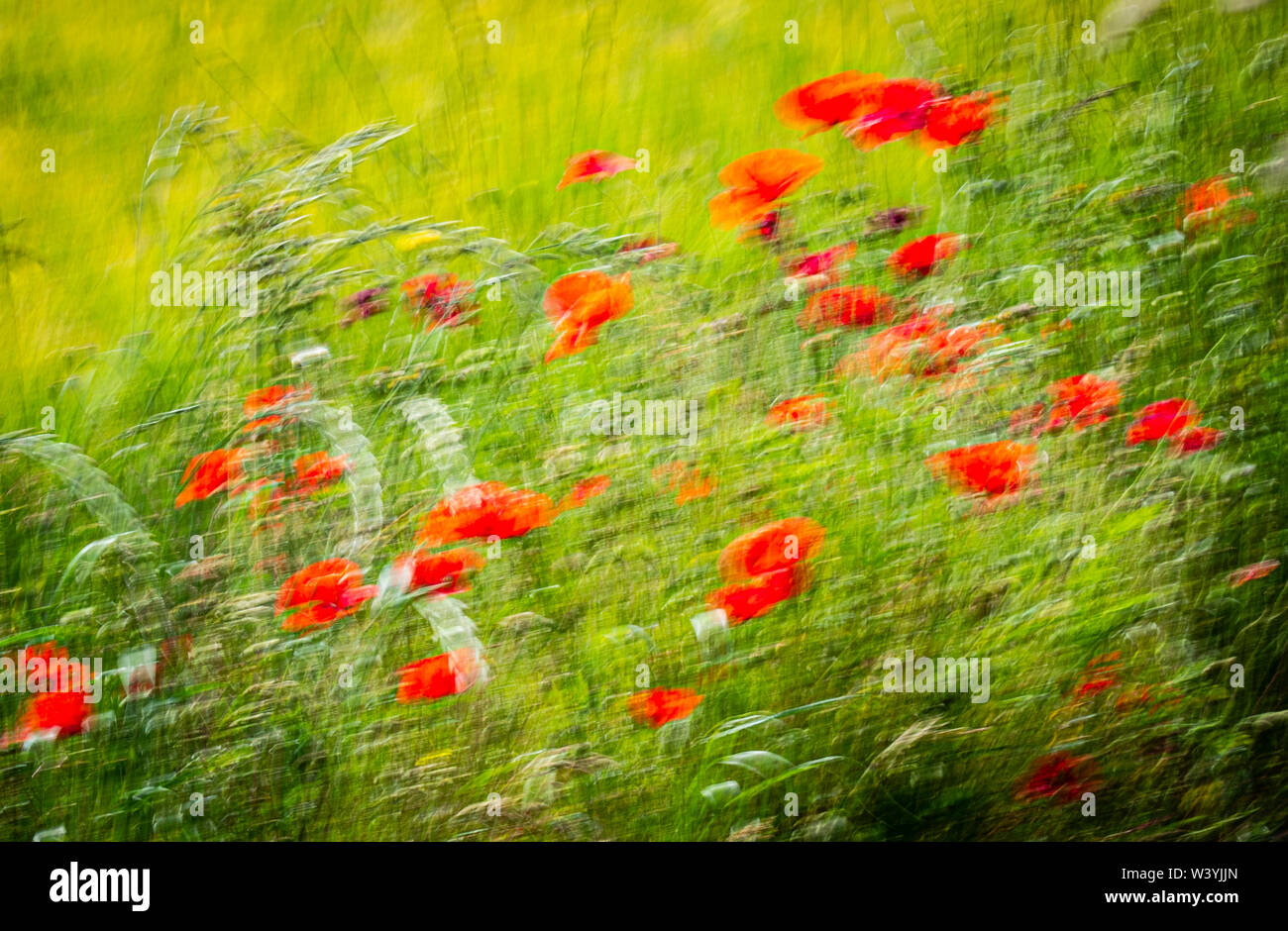 Poppies in the wind Stock Photo - Alamy