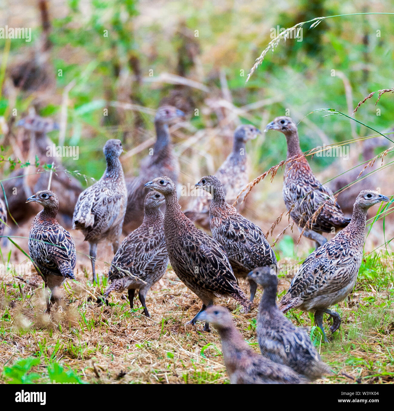 Pheasant poults hi-res stock photography and images - Alamy