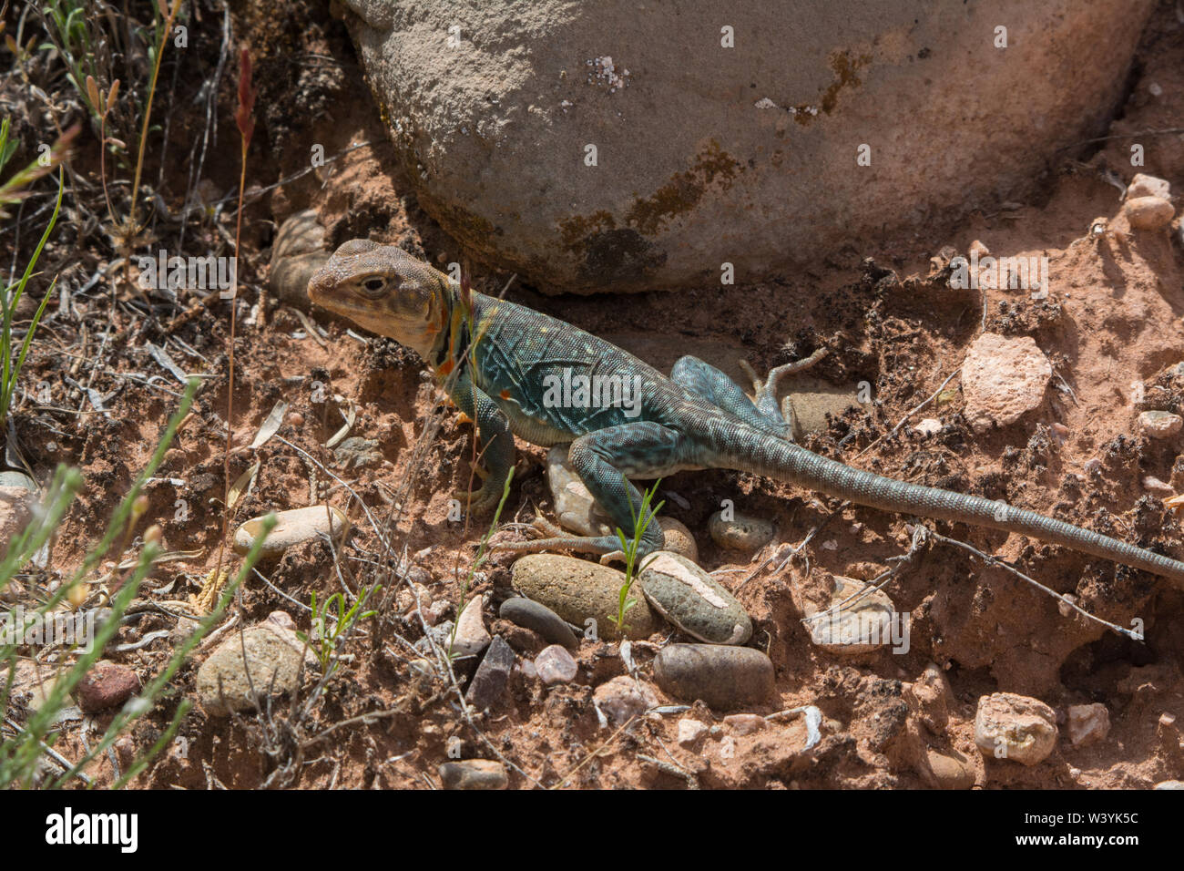 Eastern Collared Lizard (Crotaphytus collaris) from Mesa County ...
