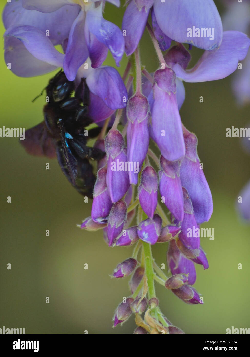 Violet carpenter bee, Xylocopa violacea on Wisteria sinensis Stock ...