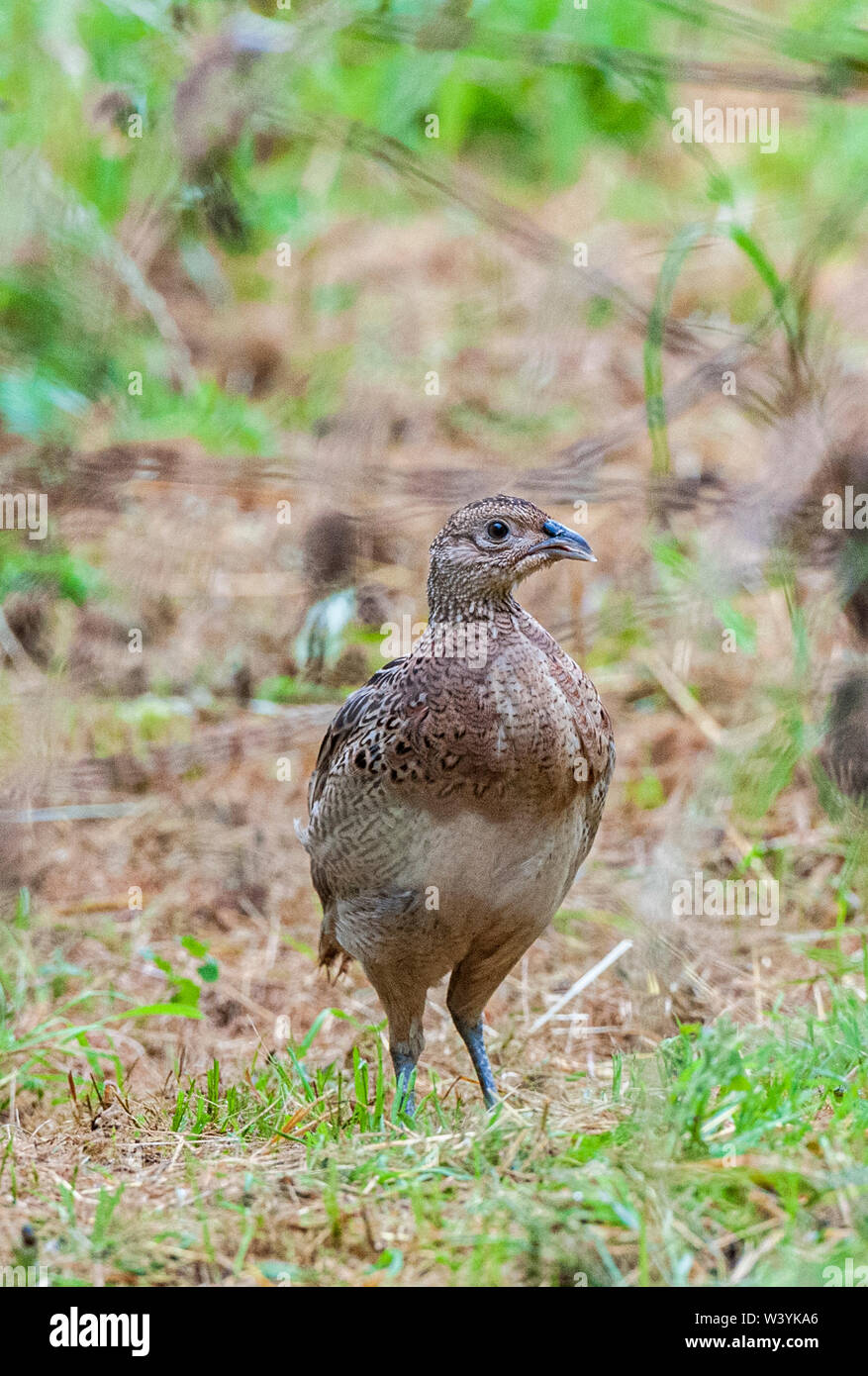 Seven week old young pheasants (Phasianus colchicus) often called ...