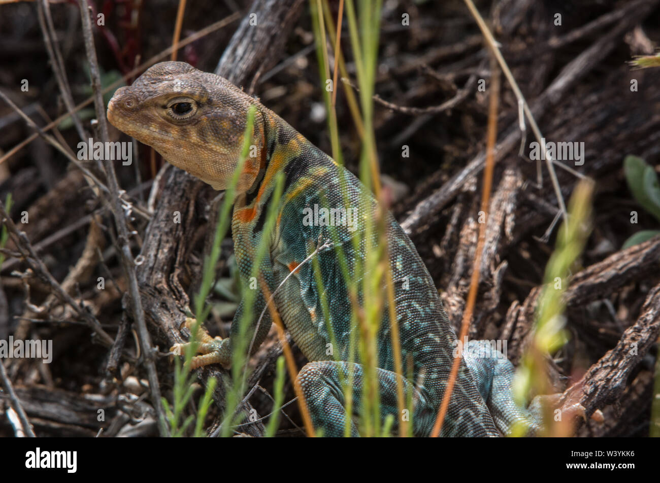 Blue collared lizard hi-res stock photography and images - Alamy