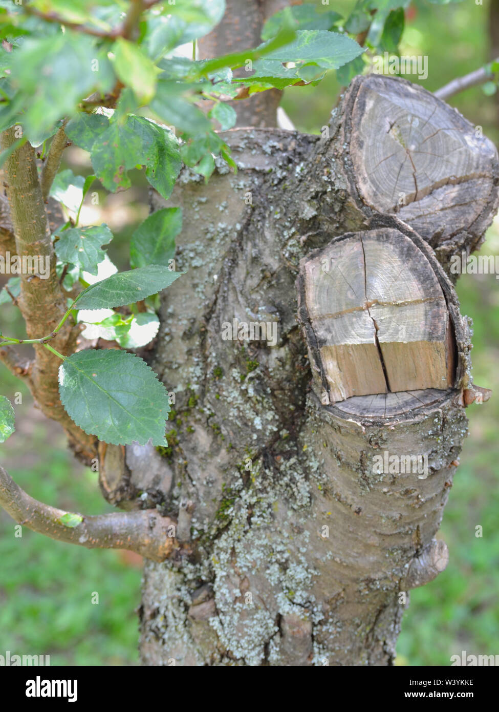Tree trunk with cut off branches Stock Photo - Alamy