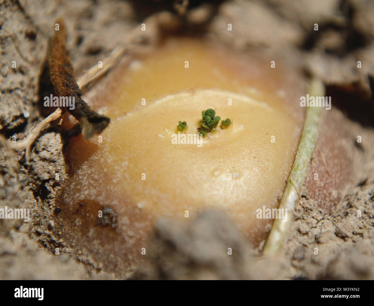 Potato sprouting in garden soil, Solanum Tuberosum Stock Photo - Alamy