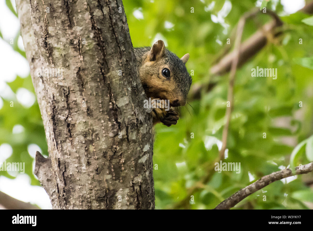 Ground Squirrel eating a nut from the safety of behind a tree trunk up ...