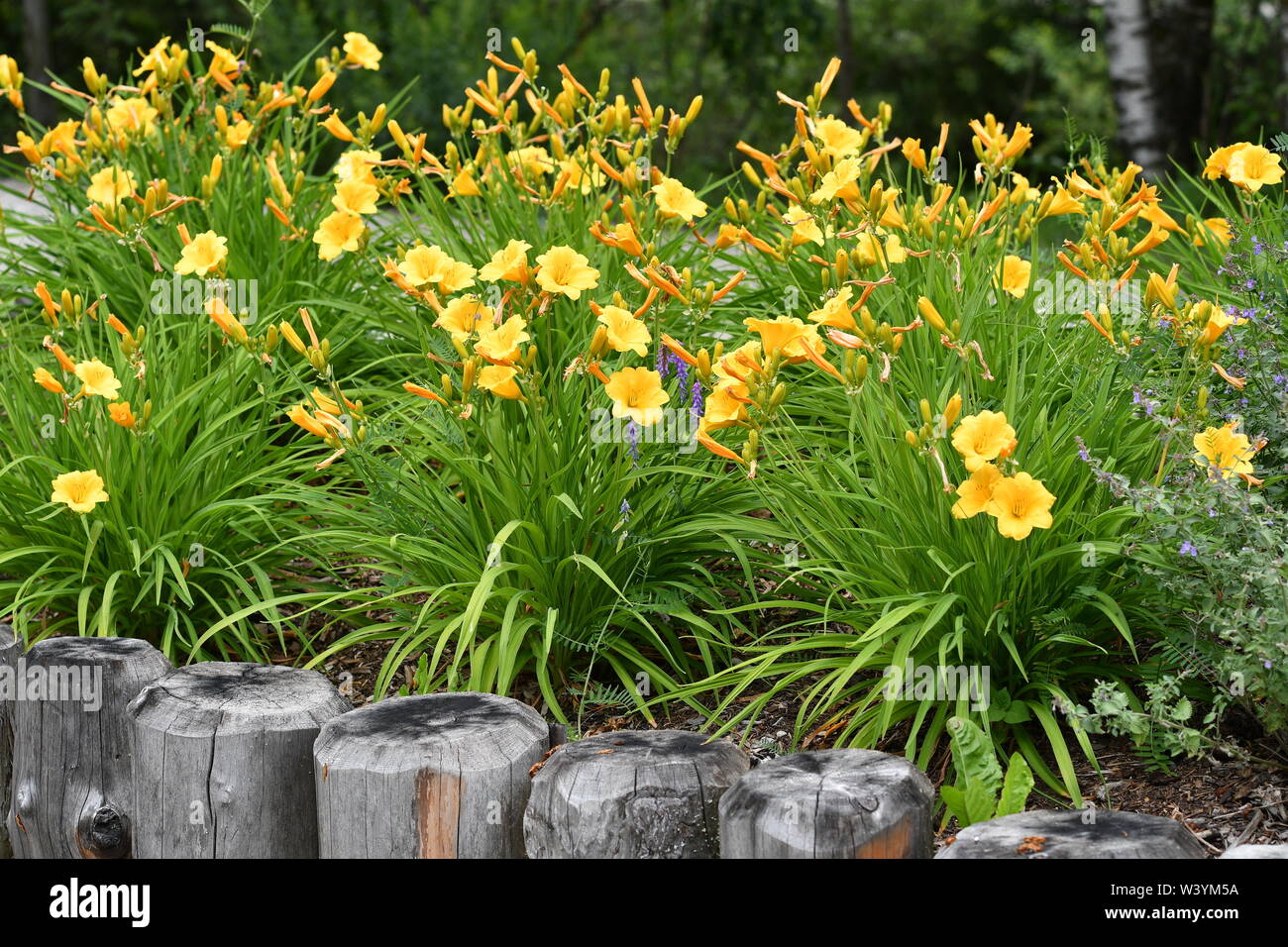 Beautiful yellow flowers in a garden near Lappago in the italian ...
