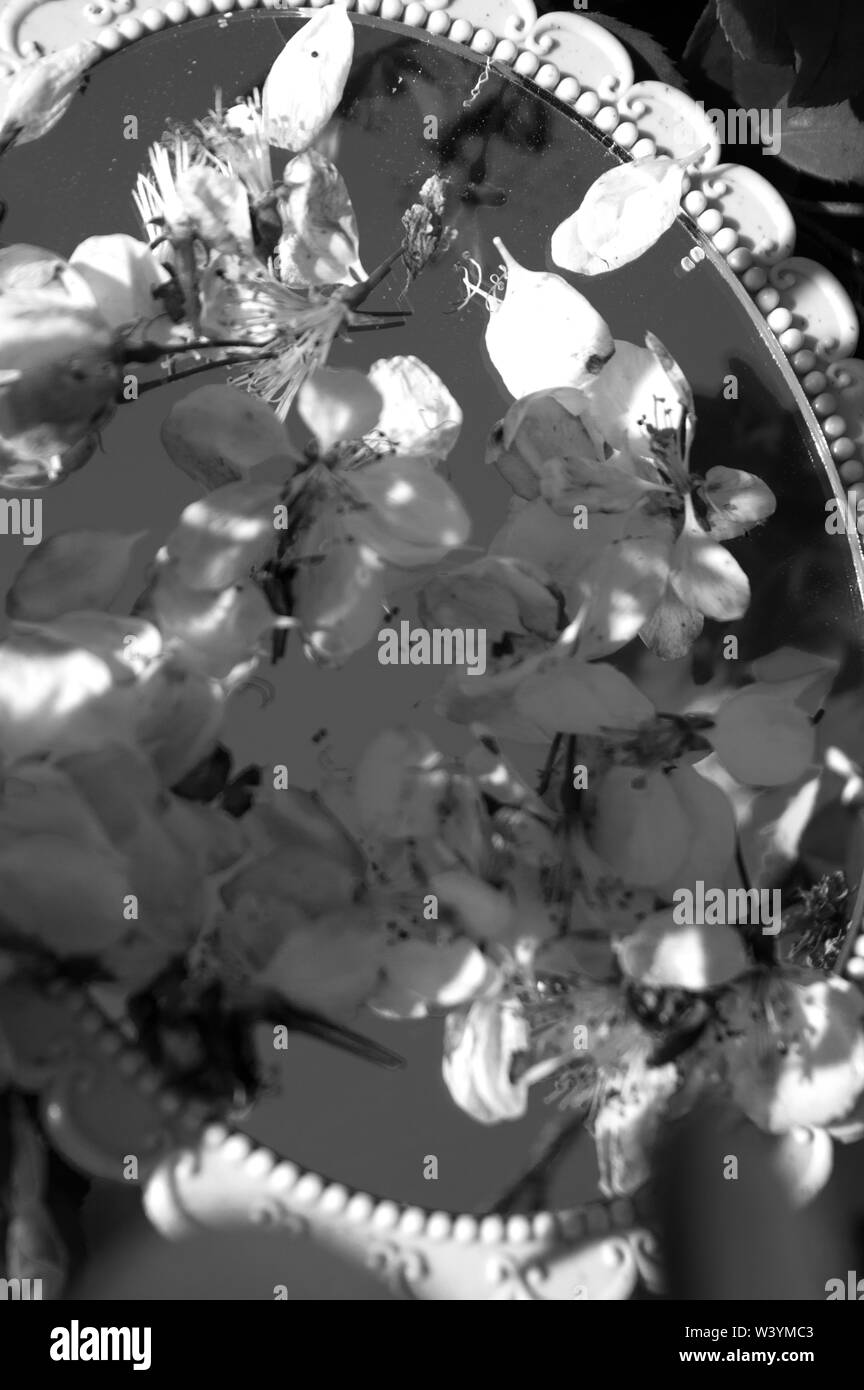 Leaves close up hand Black and White Stock Photos & Images - Alamy