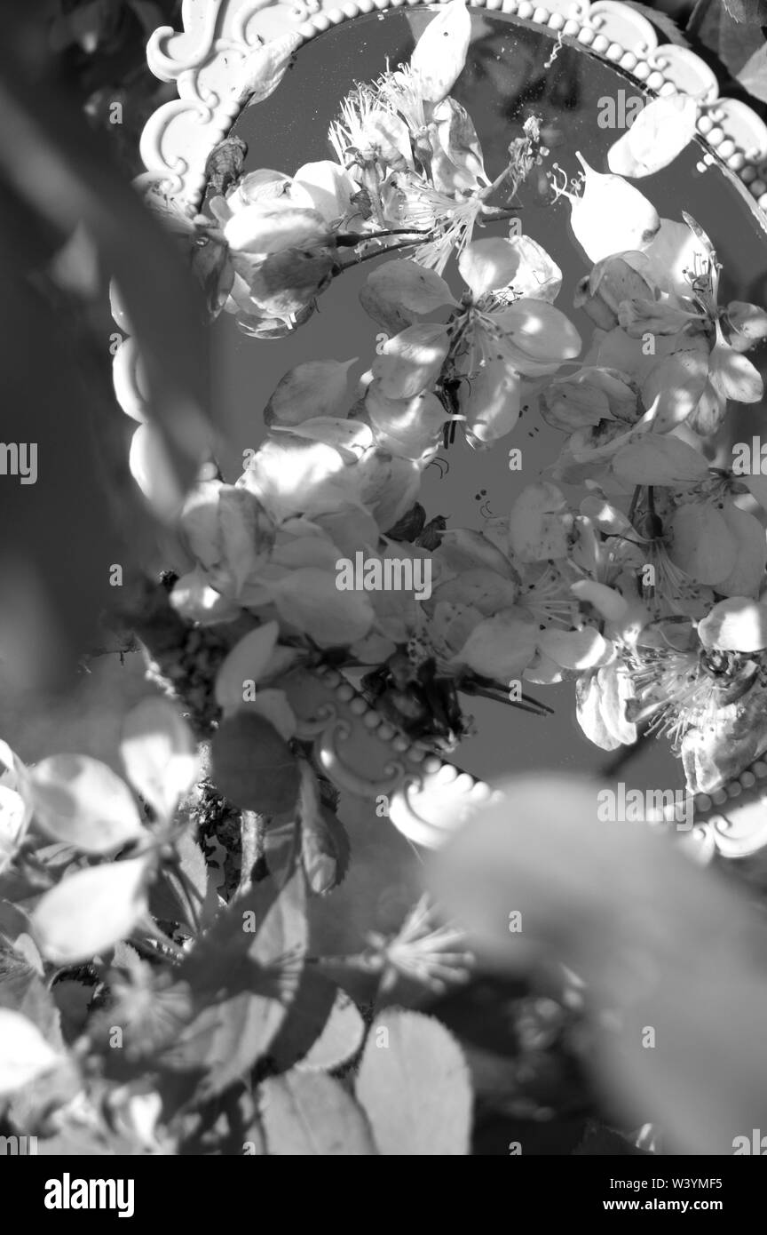 Leaves close up hand Black and White Stock Photos & Images - Alamy