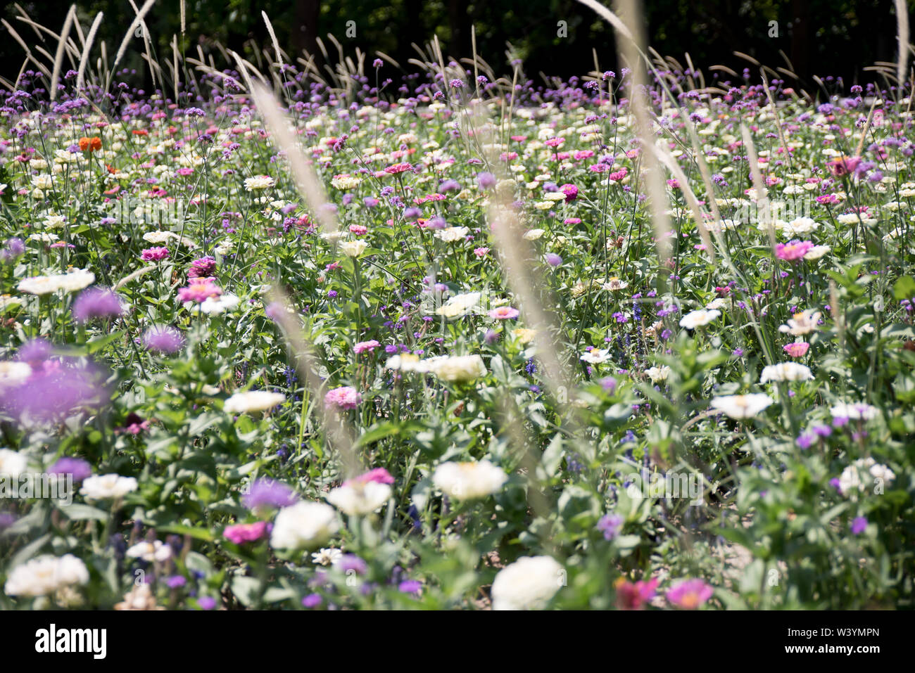 Beautiful meadow with wildflowers in a park Stock Photo - Alamy